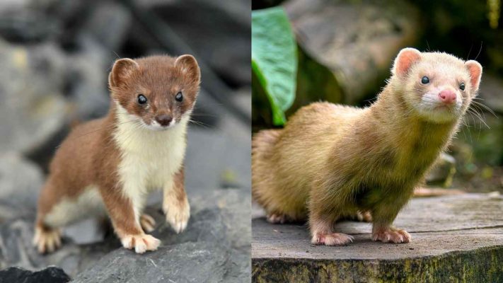 MF DOOM: A Deep Dive into the Underground Hip-Hop Legend's Impact